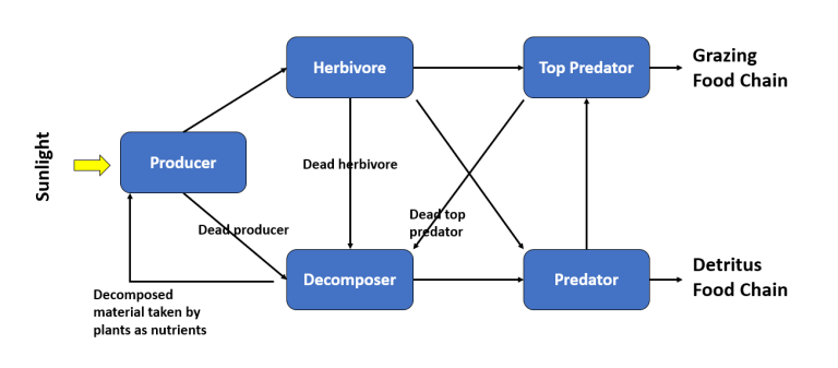 Y-shaped energy flow model: Who eats whom in nature – Eco-intelligent