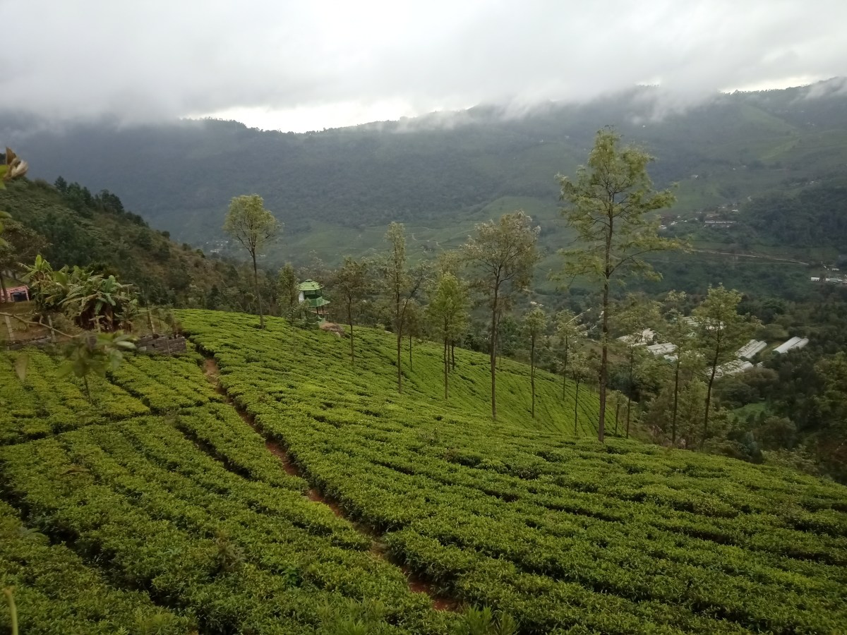 What are improper agricultural practices doing to our land? – Eco ...