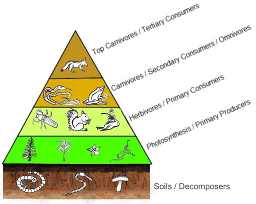 The top-down vs bottom-up control in an ecosystem – Eco-intelligent™