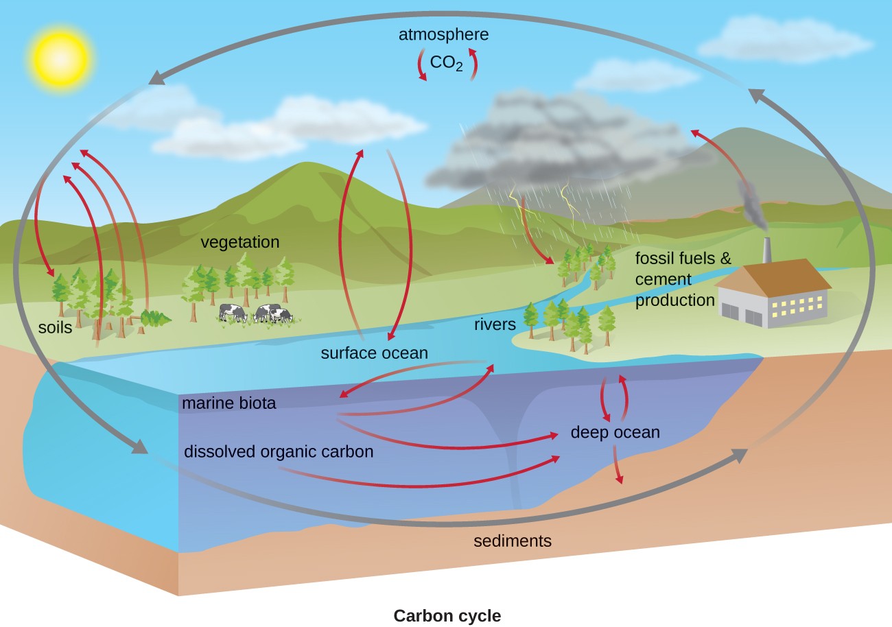 Pools and fluxes in ecosystems – Eco-intelligent™