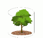 Why is it cooler around trees? – Eco-intelligent™