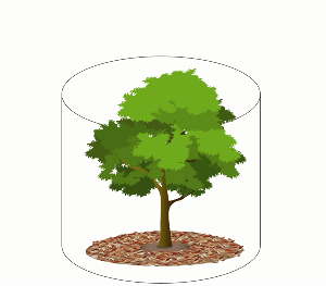 Why is it cooler around trees? – Eco-intelligent™