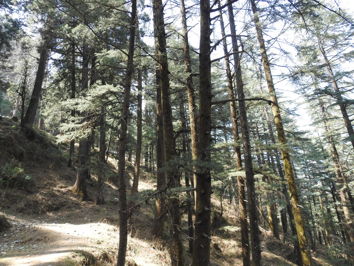 National Forest Policy, 1952: An overview of Independent India’s first ...