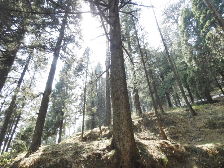 National Forest Policy, 1952: An overview of Independent India’s first ...