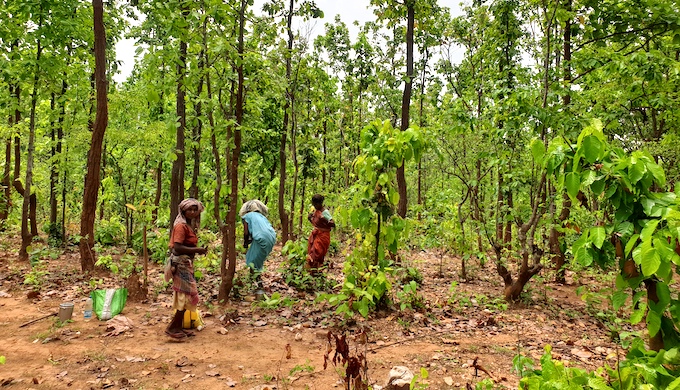 National Forest Policy, 1988: An overview of how Indian forestry became ...