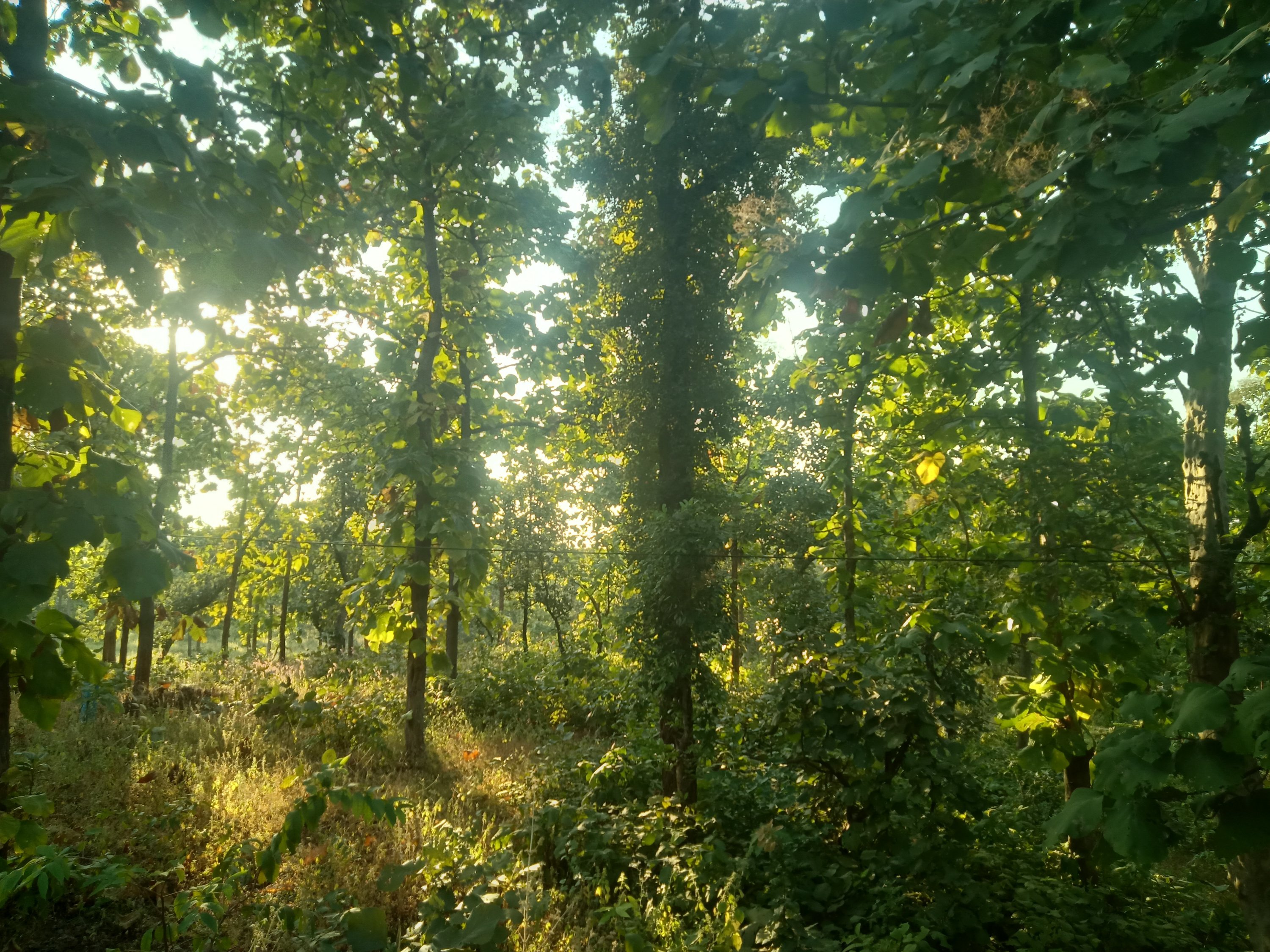 National Forest Policy, 1988: An overview of how Indian forestry became ...