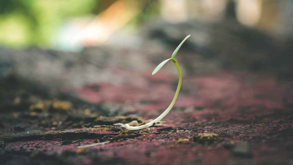 Why is life carbon-based (and not, silicon-based)? – Eco-intelligent™